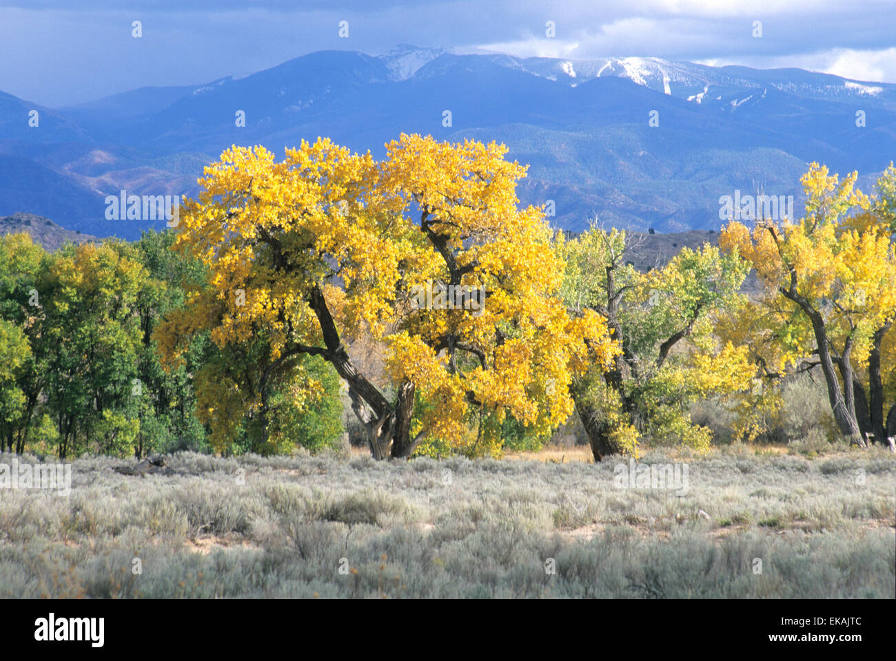 A copse of Rio Grande cottonwoods in fall color glow near Espanola, New ...
