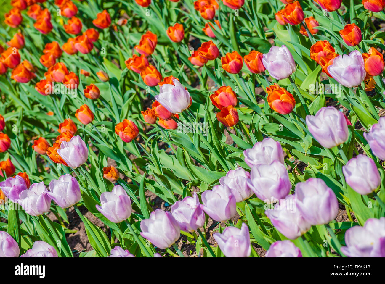 red and lilac tulips Stock Photo - Alamy