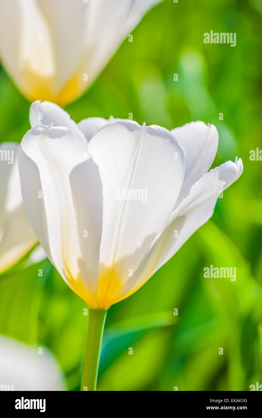 white tulips in spring Stock Photo - Alamy