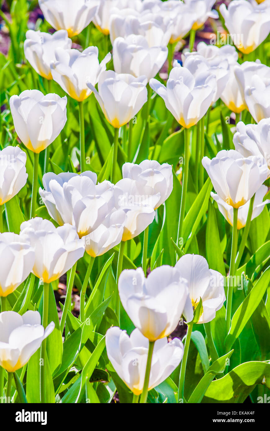 white tulips in spring Stock Photo - Alamy