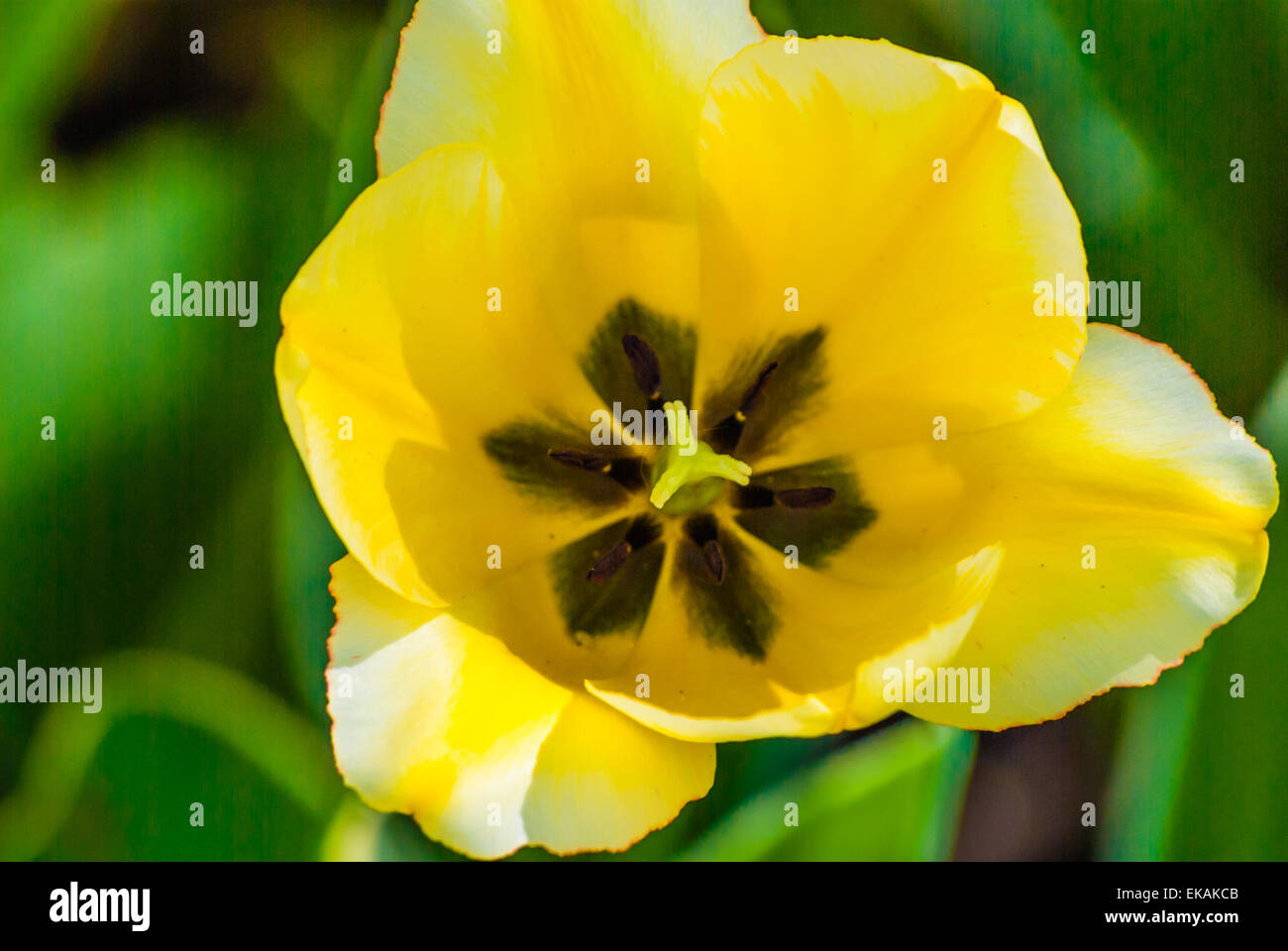 Yellow tulip at spring Stock Photo - Alamy