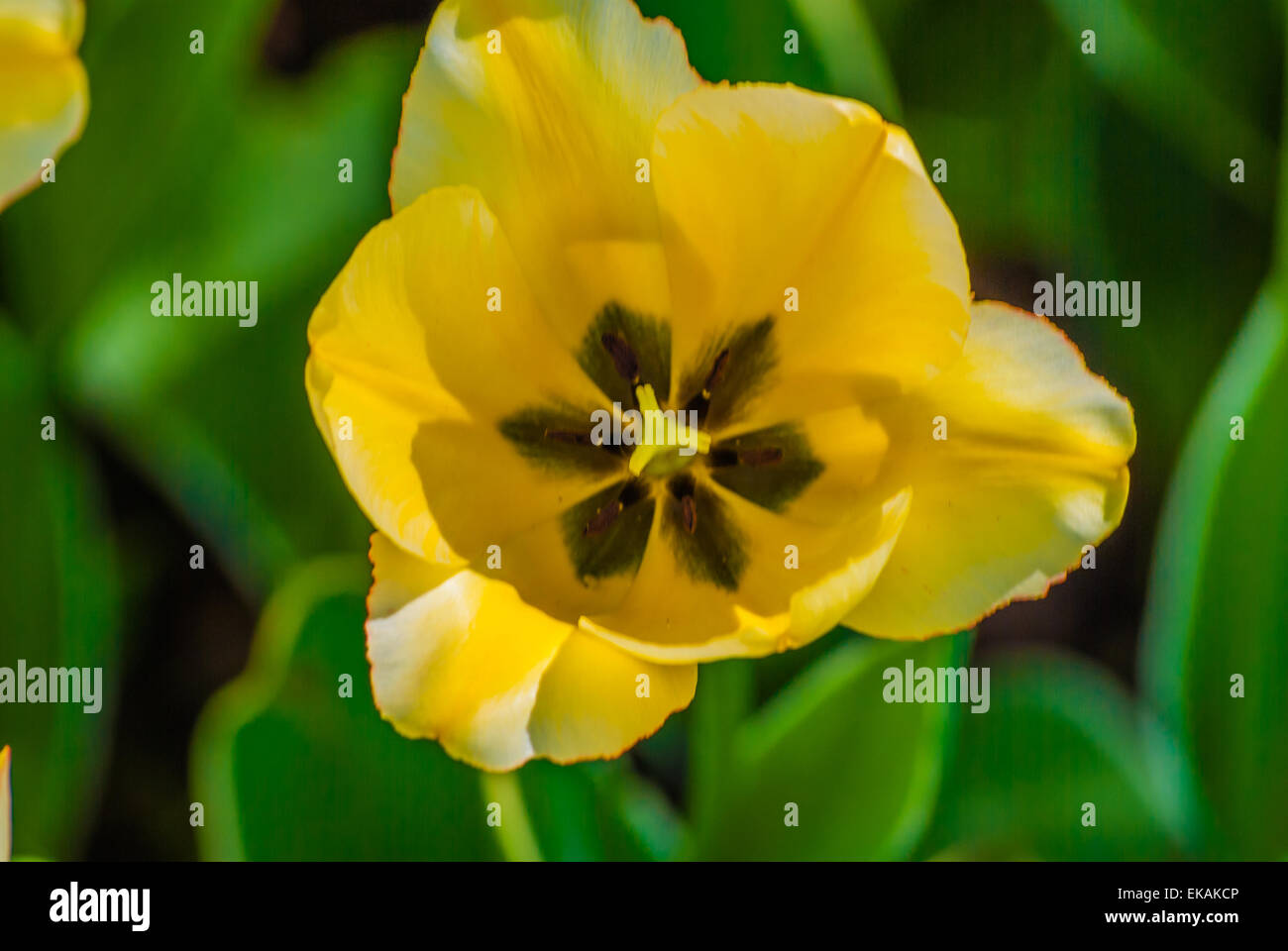 Yellow tulip at spring Stock Photo - Alamy