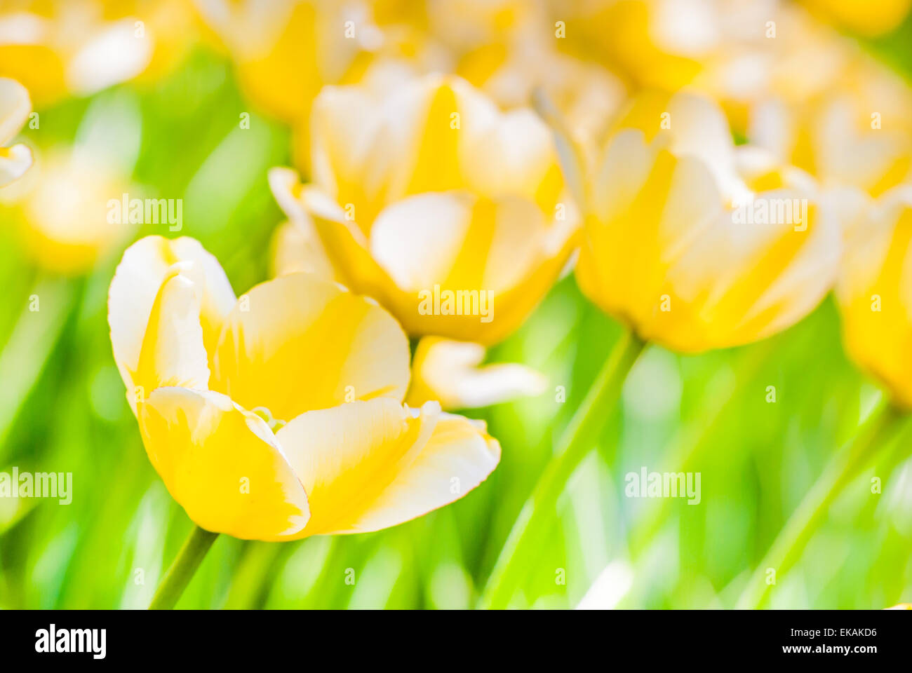 yellow tulips sunlight at spring Stock Photo - Alamy