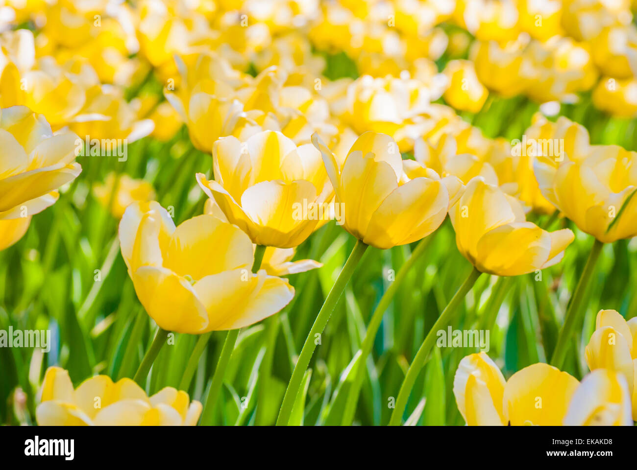 yellow tulips sunlight at spring Stock Photo - Alamy