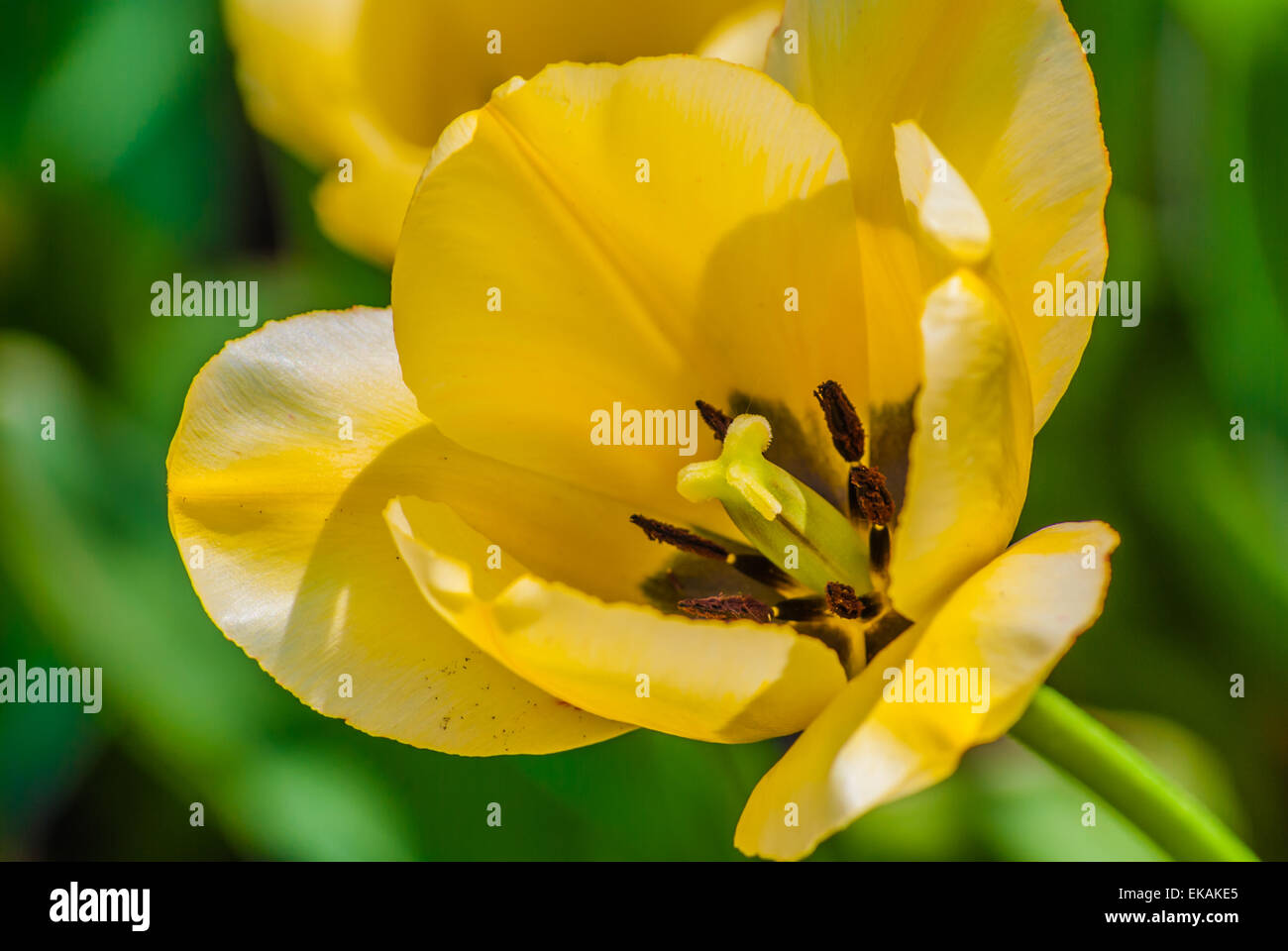 Yellow tulip at spring Stock Photo - Alamy
