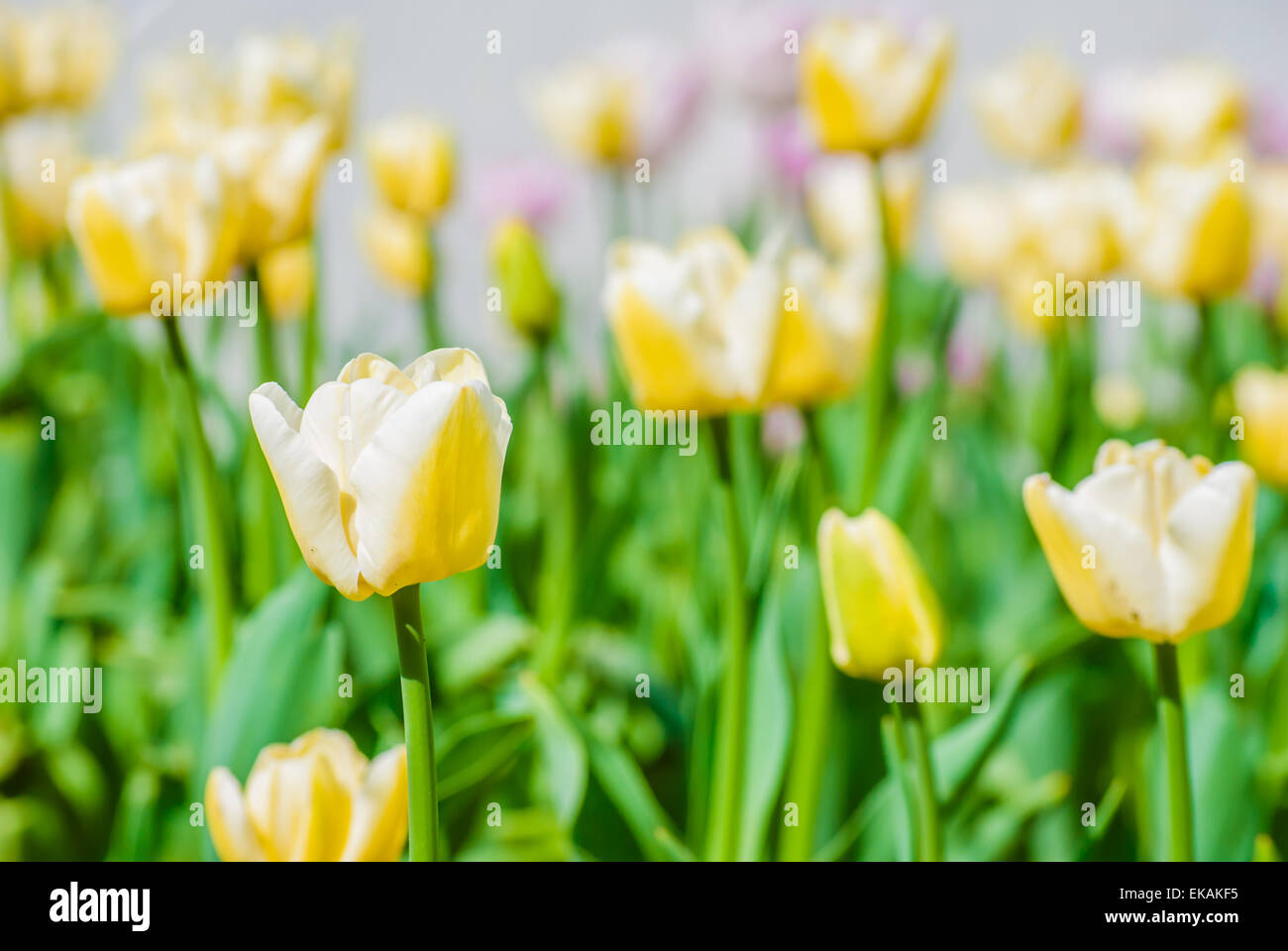 Yellow tulip in a garden at spring Stock Photo - Alamy