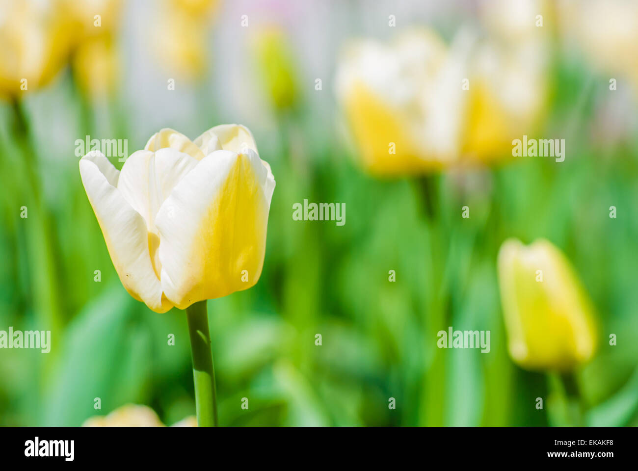 Yellow tulip in a garden at spring Stock Photo - Alamy