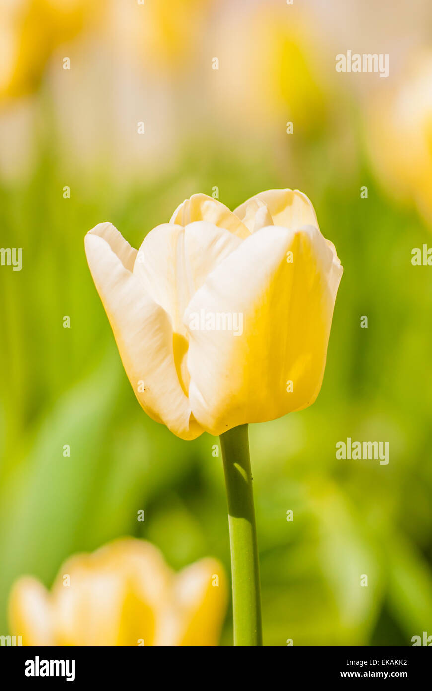 Yellow tulip in a garden at spring Stock Photo - Alamy