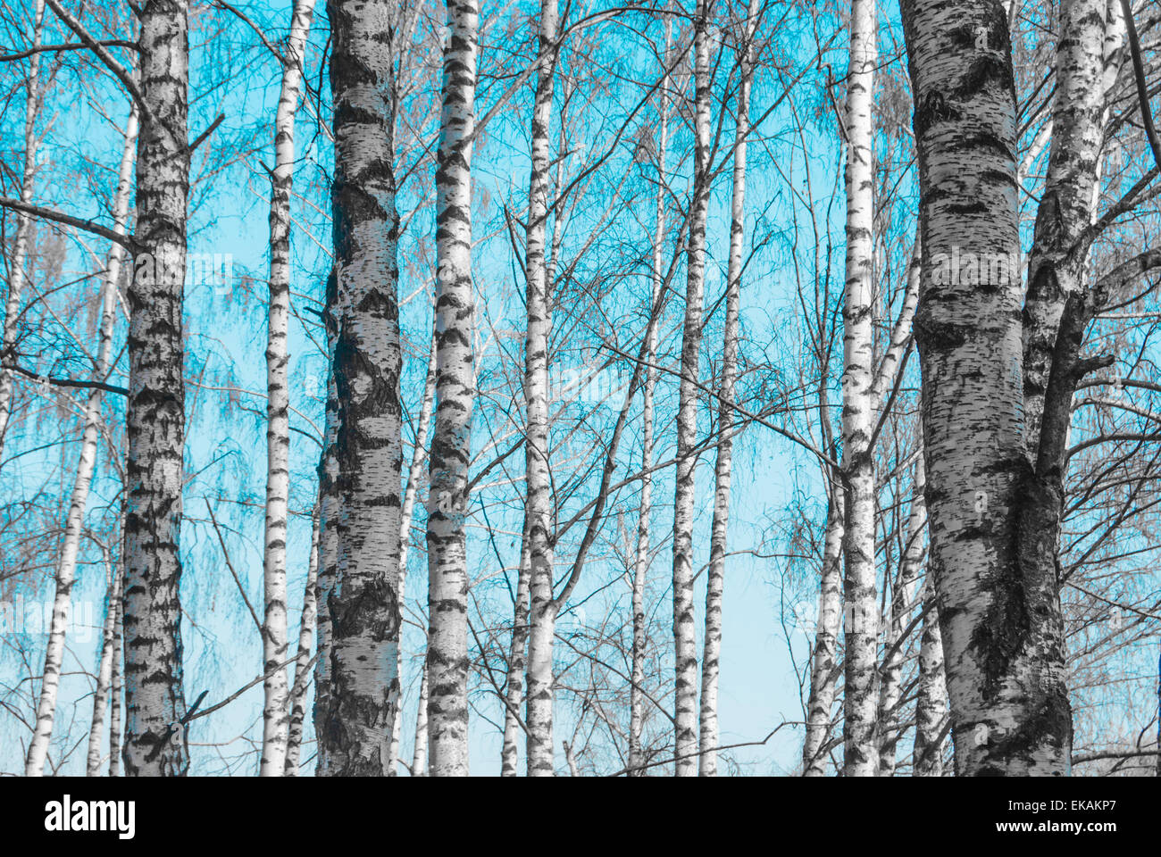 birch tree trunks Stock Photo - Alamy