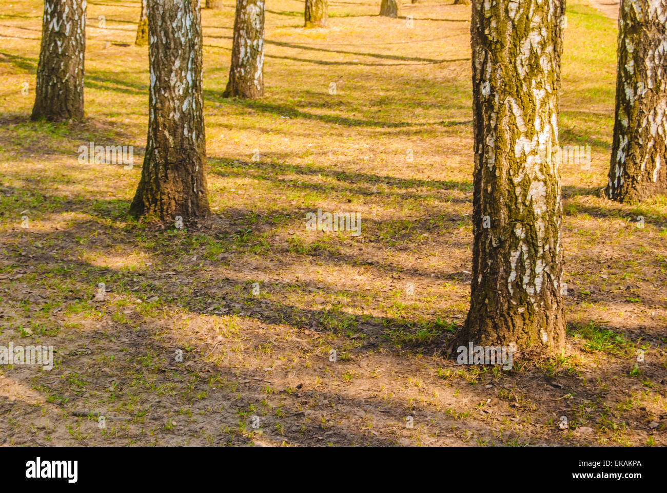 birch tree trunks Stock Photo - Alamy