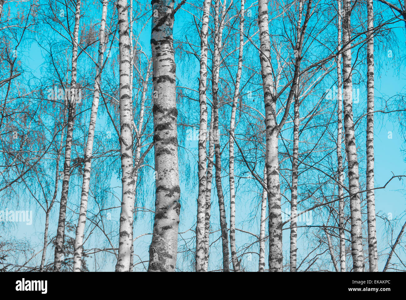 birch tree trunks Stock Photo - Alamy