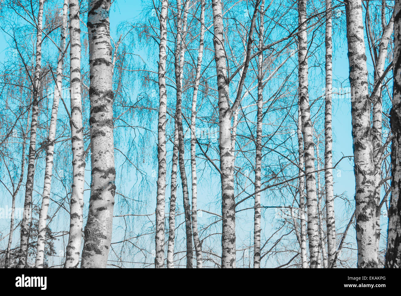 birch tree trunks Stock Photo - Alamy