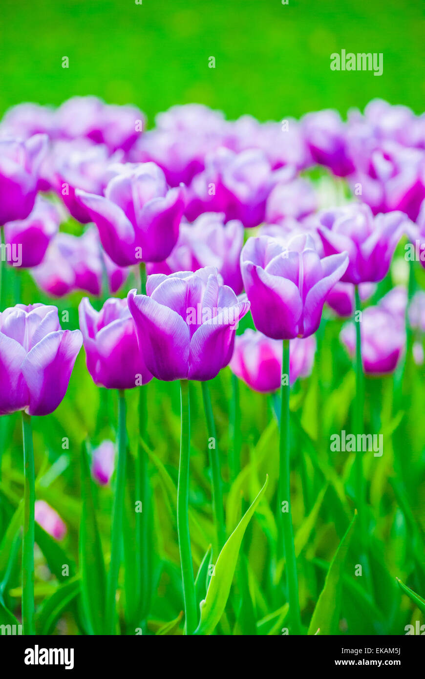 vivid violet tulips, spring Stock Photo - Alamy