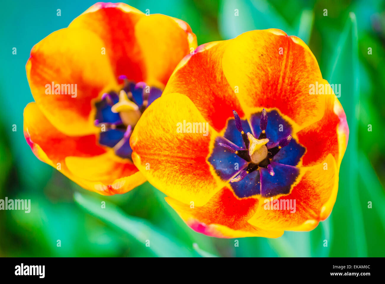 two striped orange tulips, macro Stock Photo - Alamy