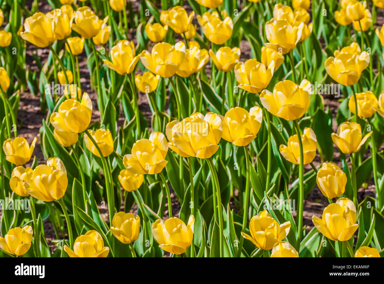 yellow tulips sunlight at spring Stock Photo - Alamy