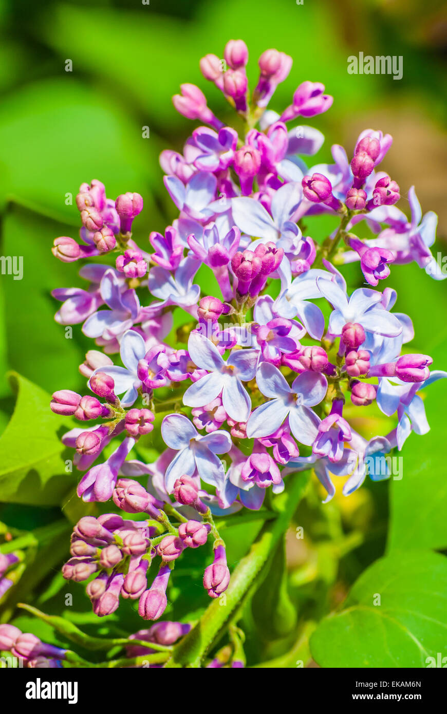 lilac flowers of light purple color Stock Photo - Alamy