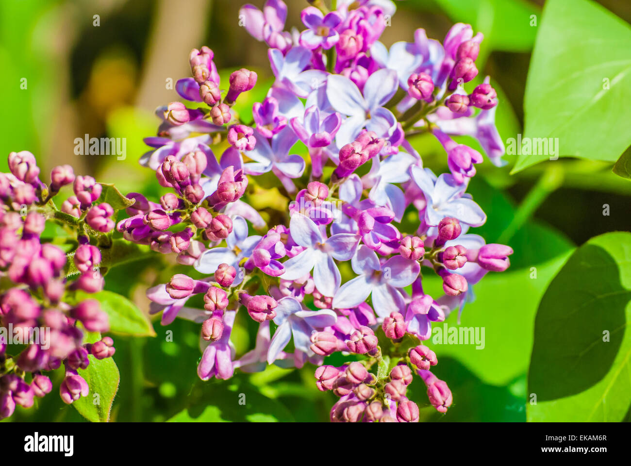 lilac flowers of light purple color Stock Photo - Alamy