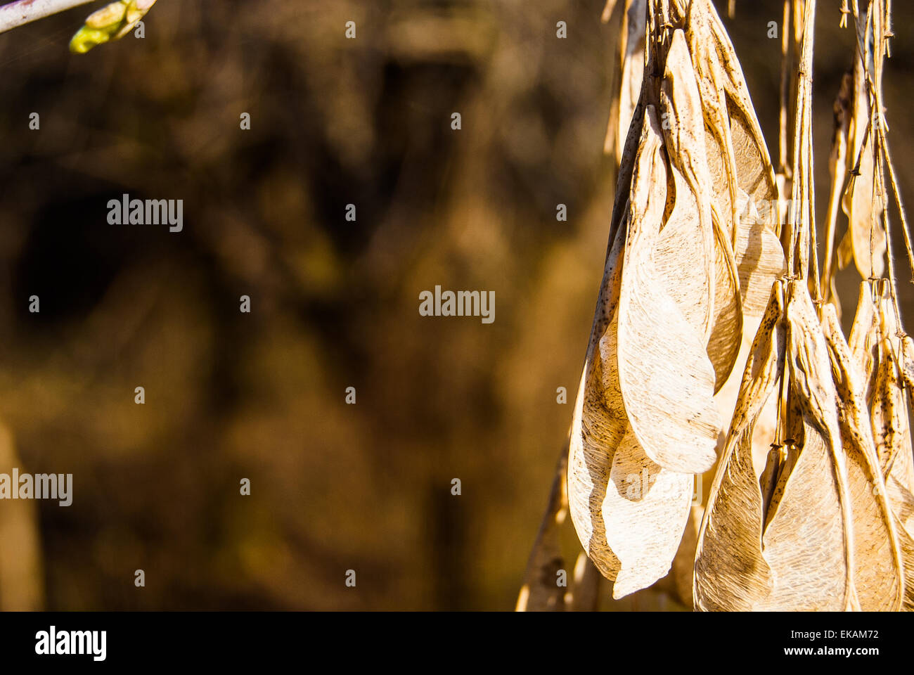 Maple Tree Seeds Flying High Resolution Stock Photography and Images ...