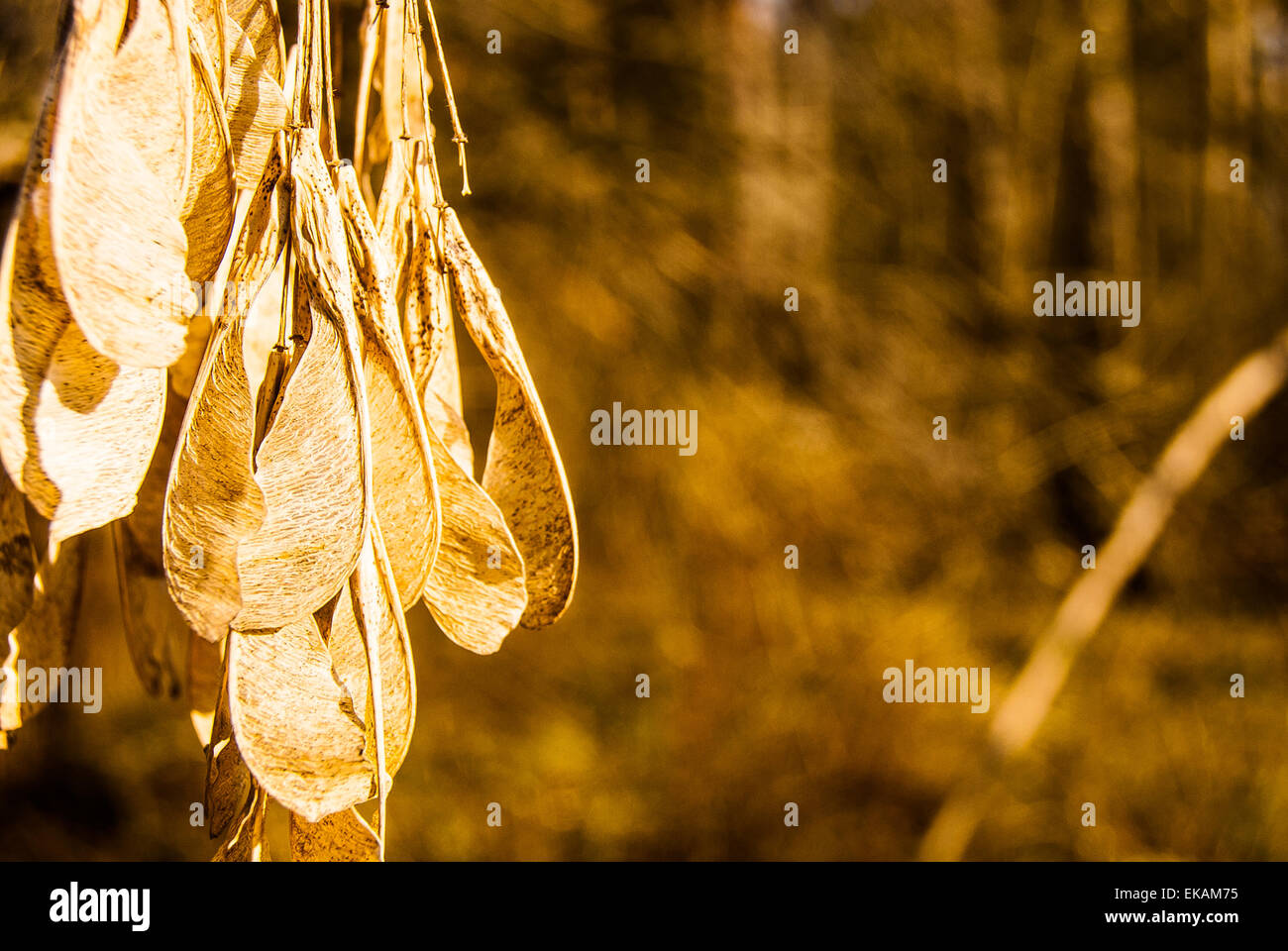 Maple tree seeds flying hi-res stock photography and images - Alamy