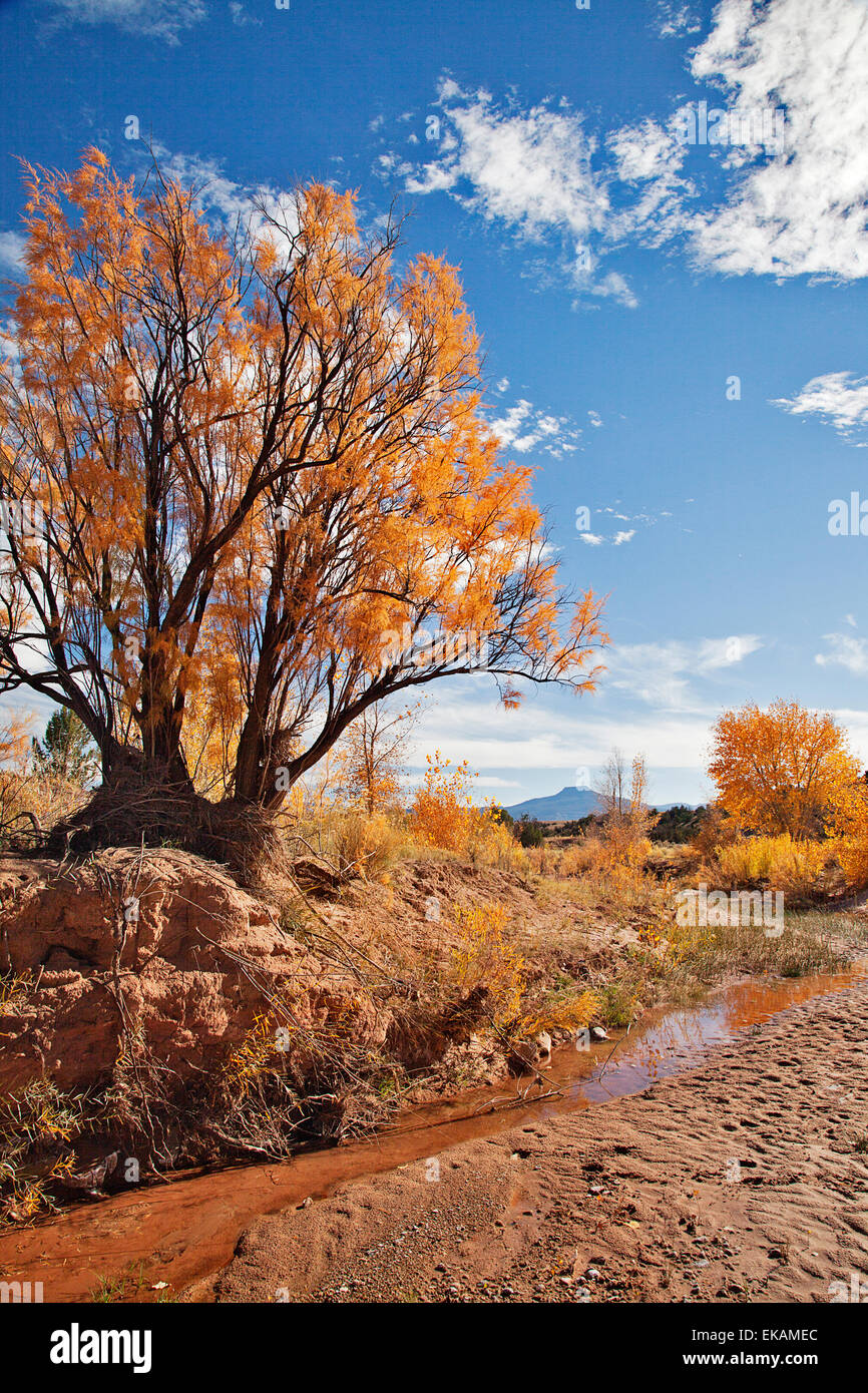 A salt cedar turned yellow with the color of autumn framing the blue ...
