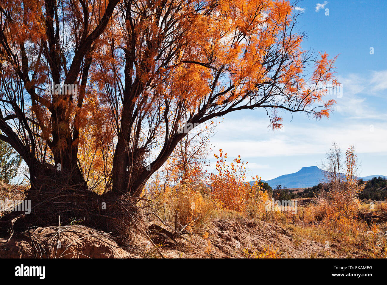 A salt cedar turned yellow with the color of autumn framing the blue ...