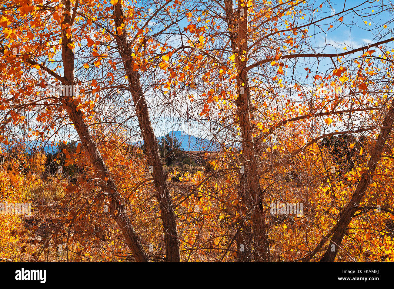 At Ghost Ranch the autumn color of golden cottonwood trees create a ...