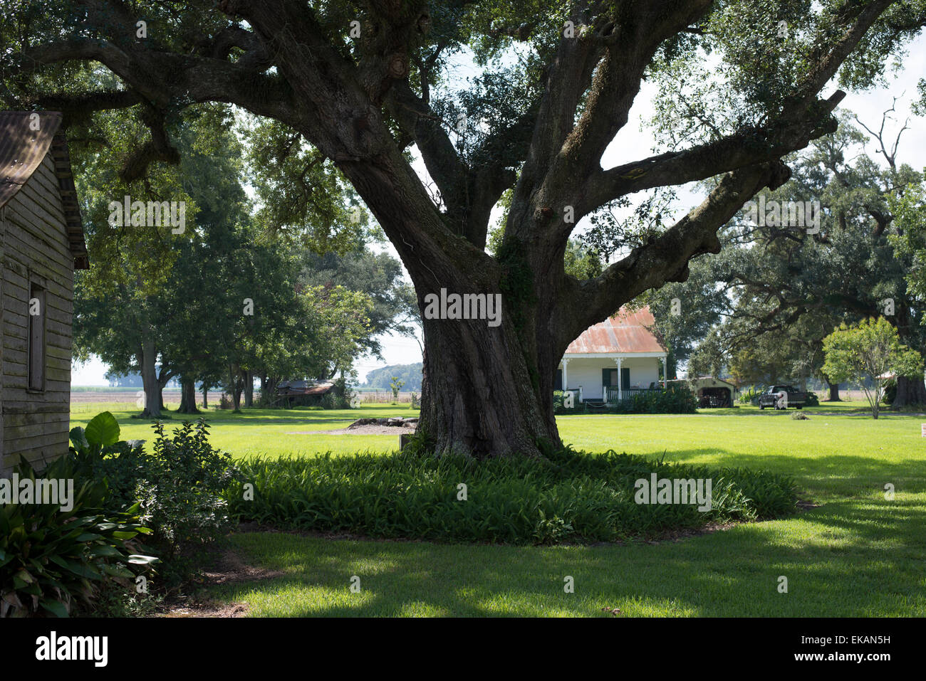 St. Joseph Plantation, historic plantation,Sugar cane Stock Photo - Alamy