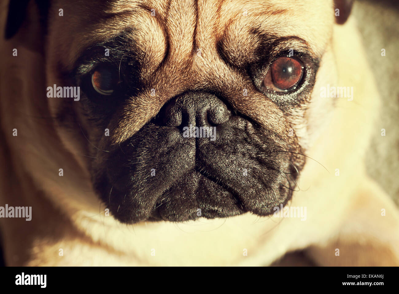 Close up face of Cute pug puppy dog looking at us, sunshine, Sleep ...