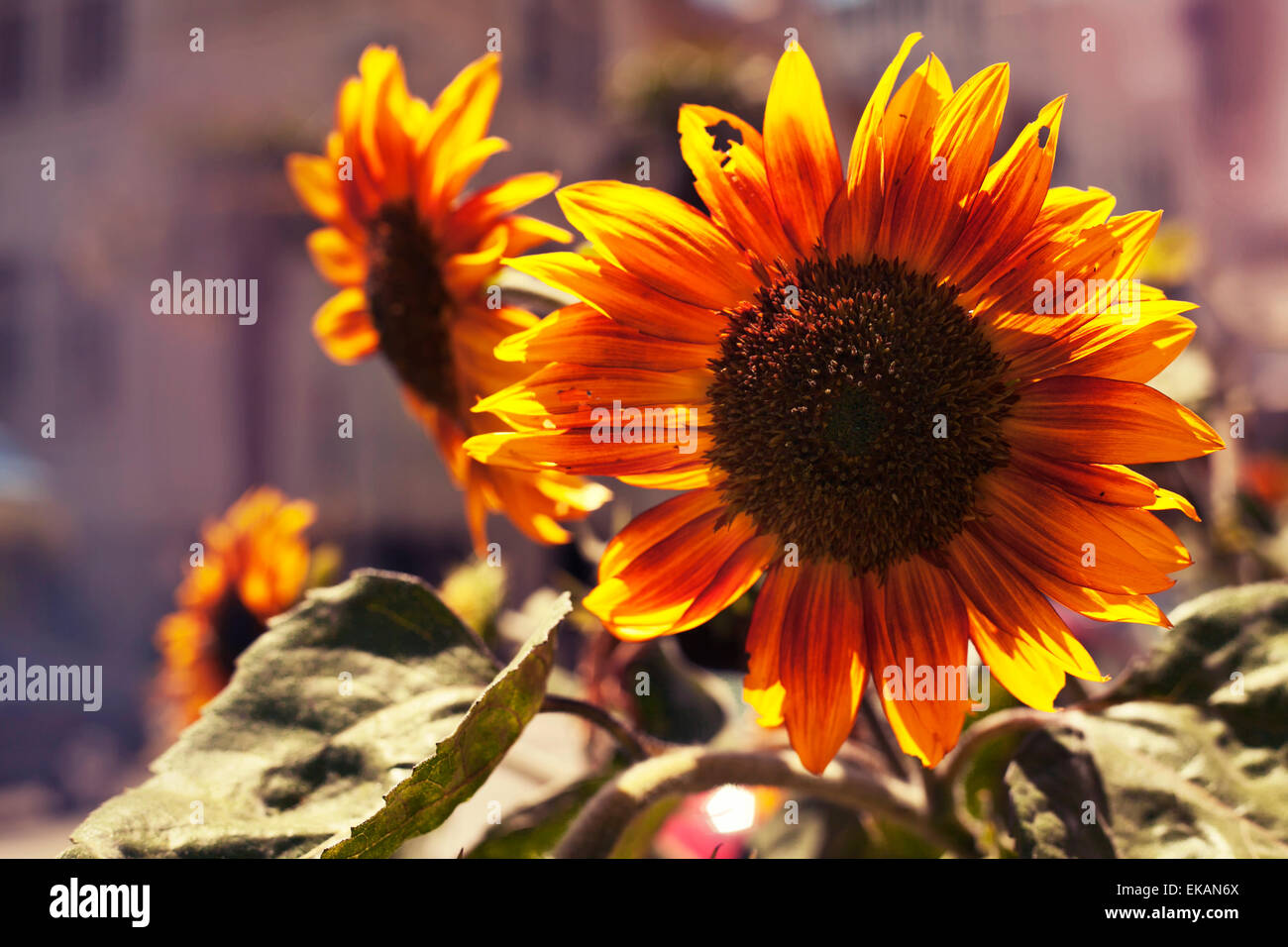 Bright yellow sunflowers and sun, Tuscany sunflowers, Summer background ...