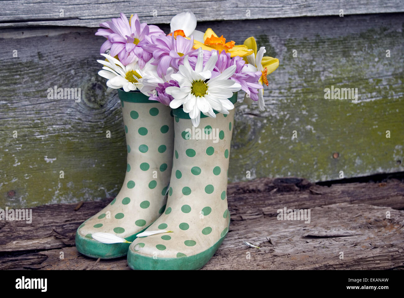 Daisy bouquet in polka dot boots by old barn with moss Stock Photo - Alamy