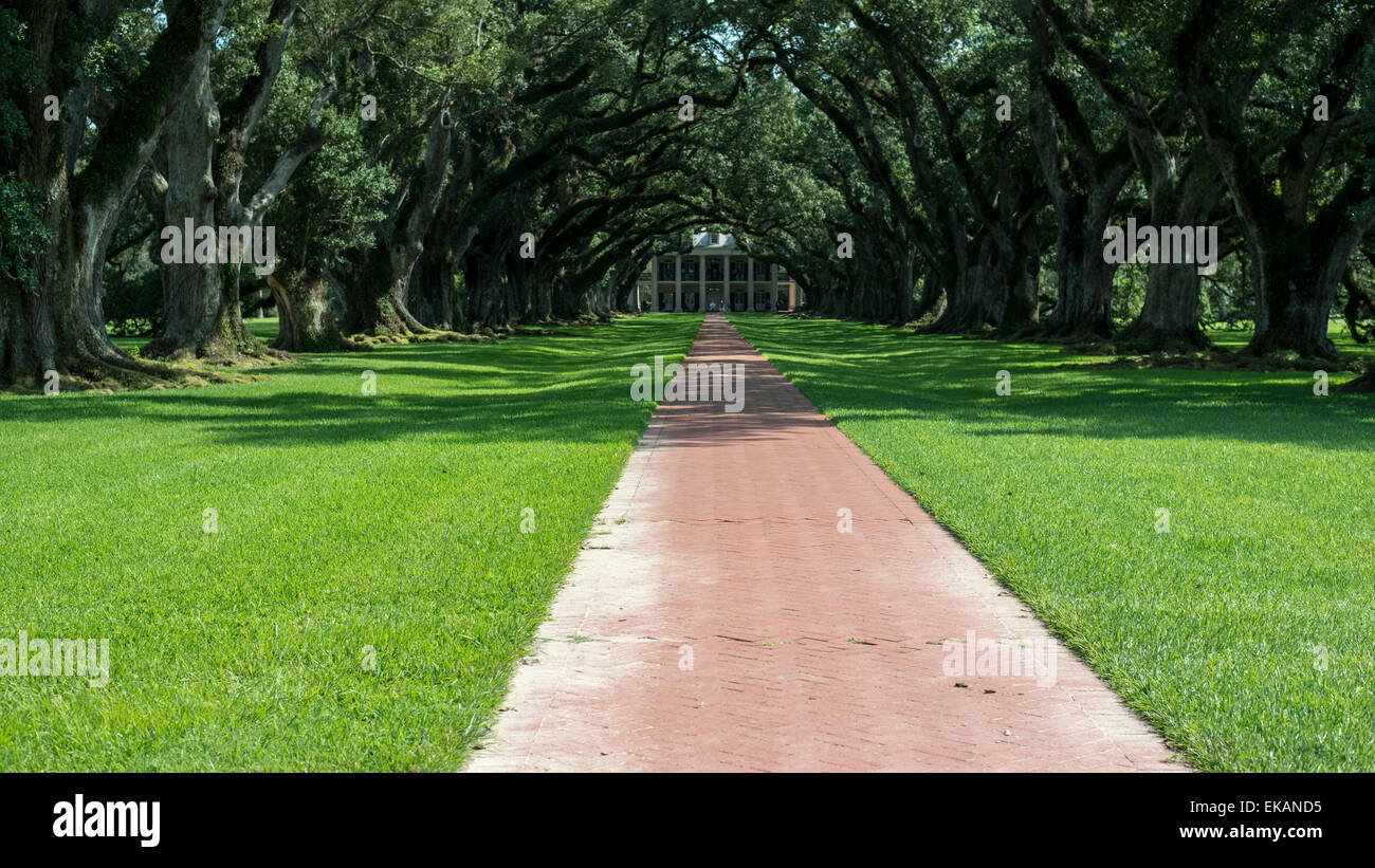 St. Joseph Plantation, historic plantation,Sugar cane Stock Photo - Alamy