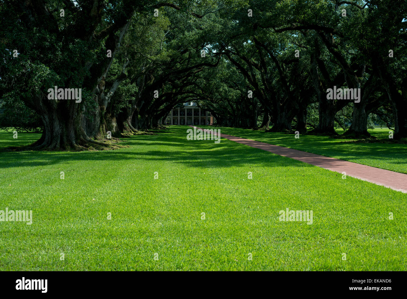St. Joseph Plantation, historic plantation,Sugar cane Stock Photo - Alamy