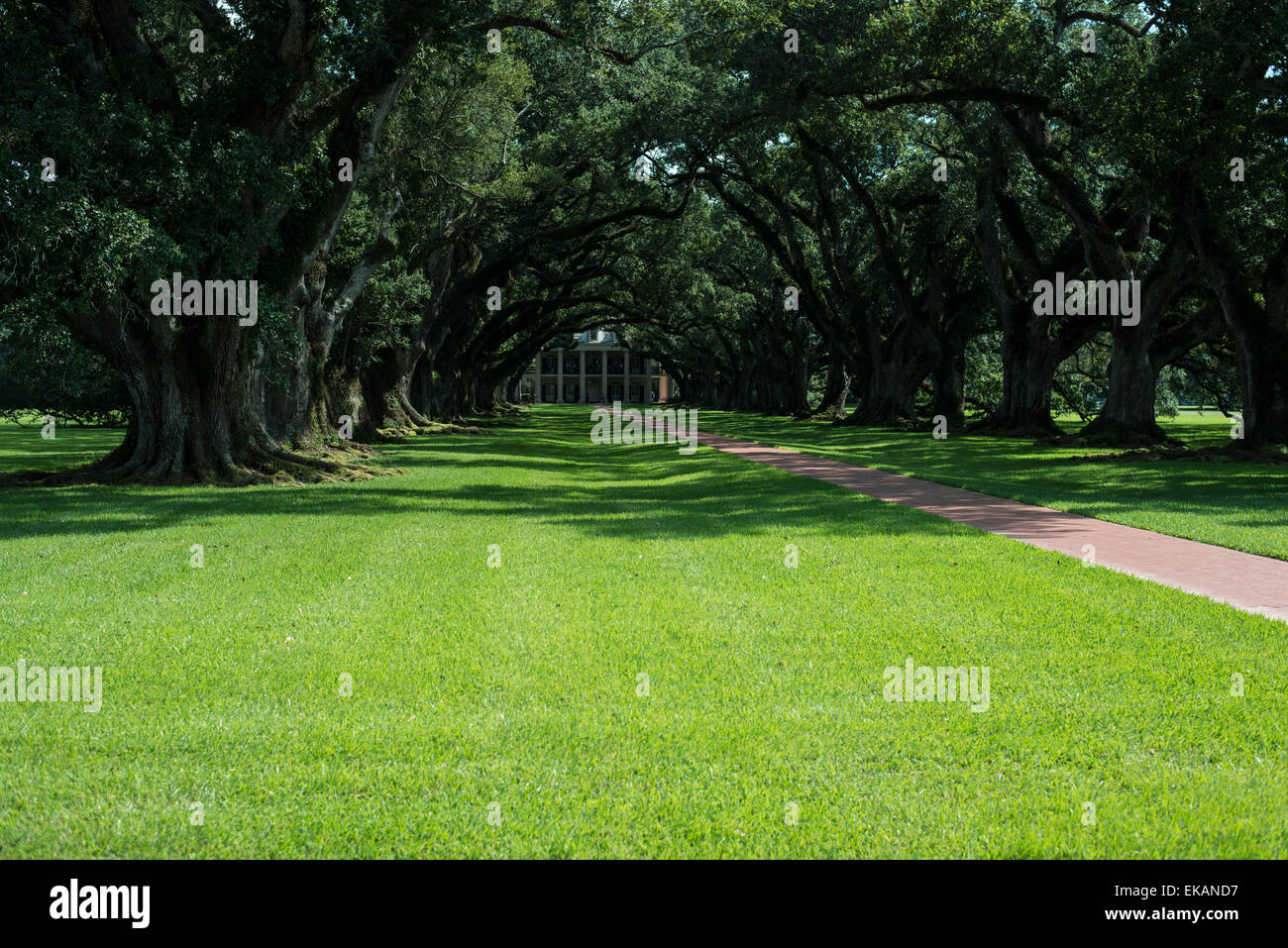 St. Joseph Plantation, historic plantation,Sugar cane Stock Photo - Alamy