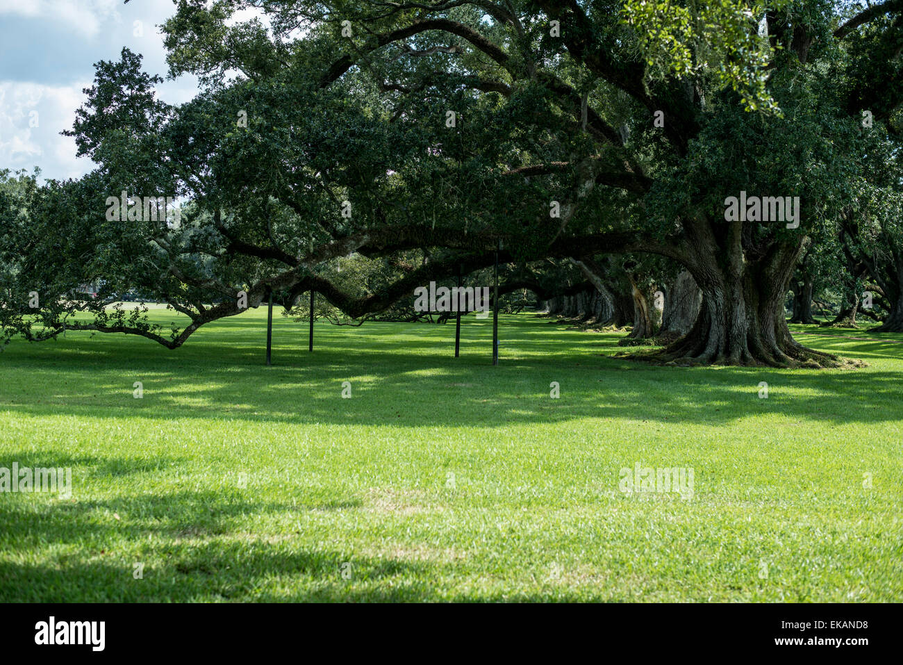 St. Joseph Plantation, historic plantation,Sugar cane Stock Photo - Alamy