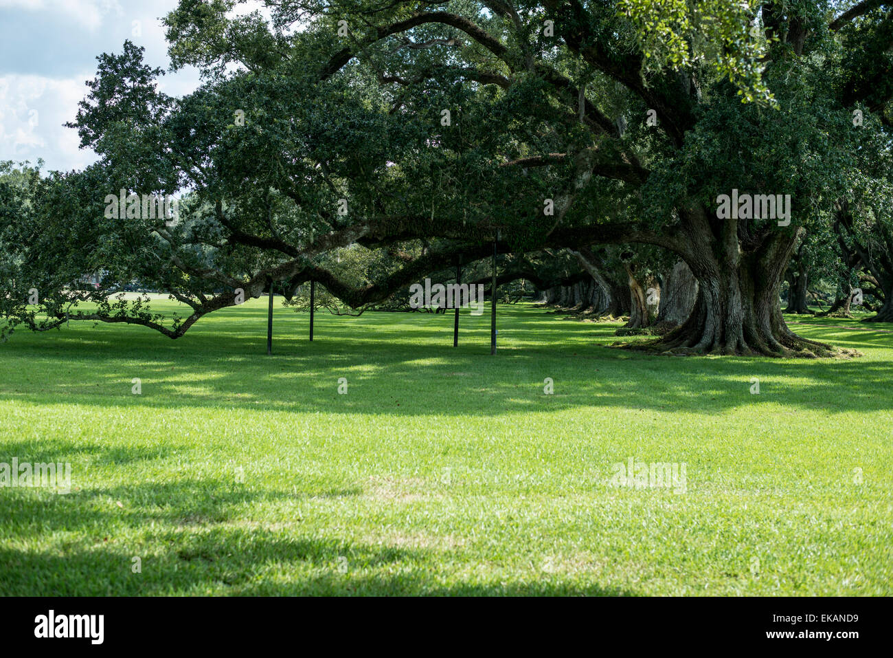 St. Joseph Plantation, historic plantation,Sugar cane Stock Photo - Alamy