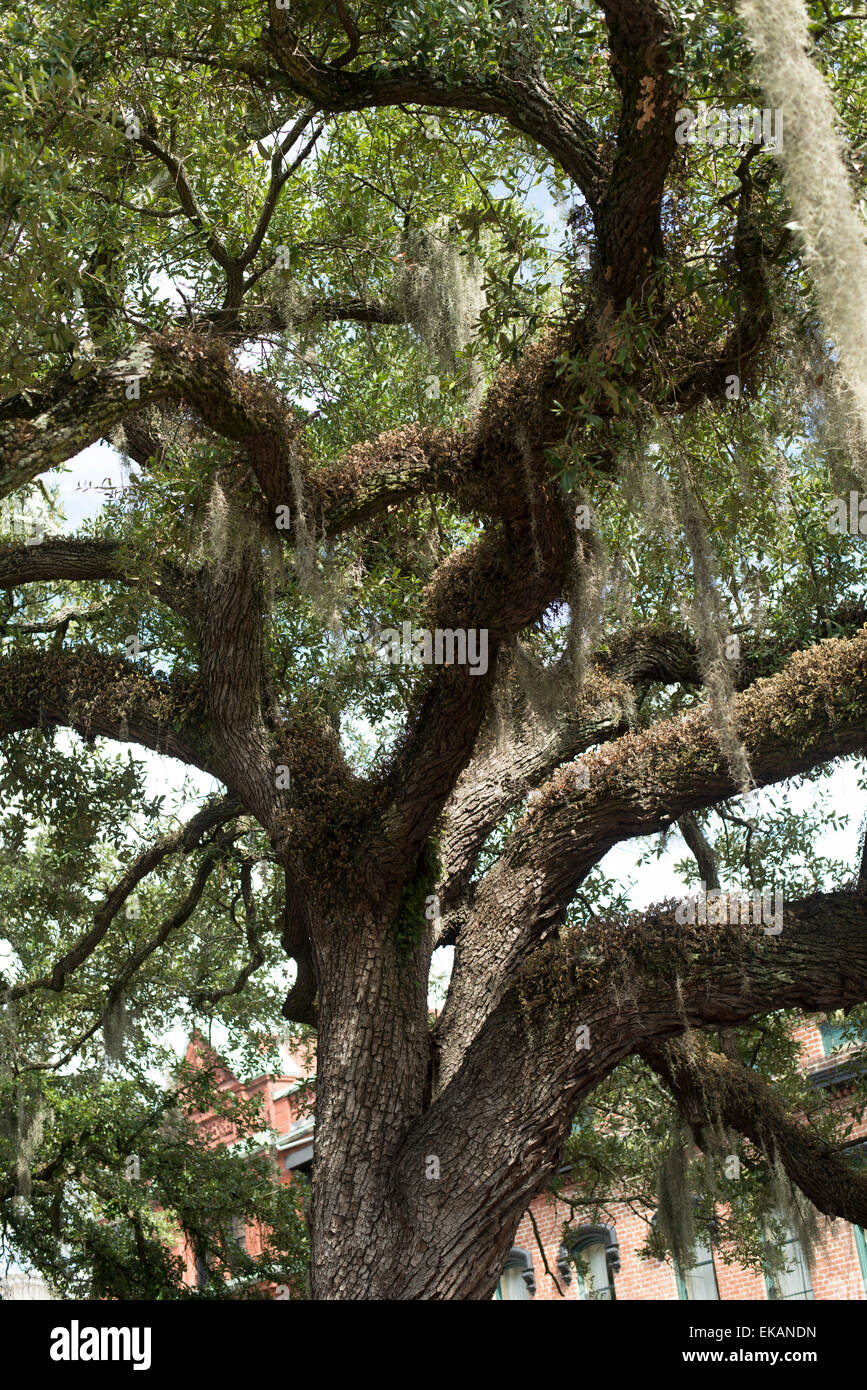 trees of Savannah Stock Photo - Alamy
