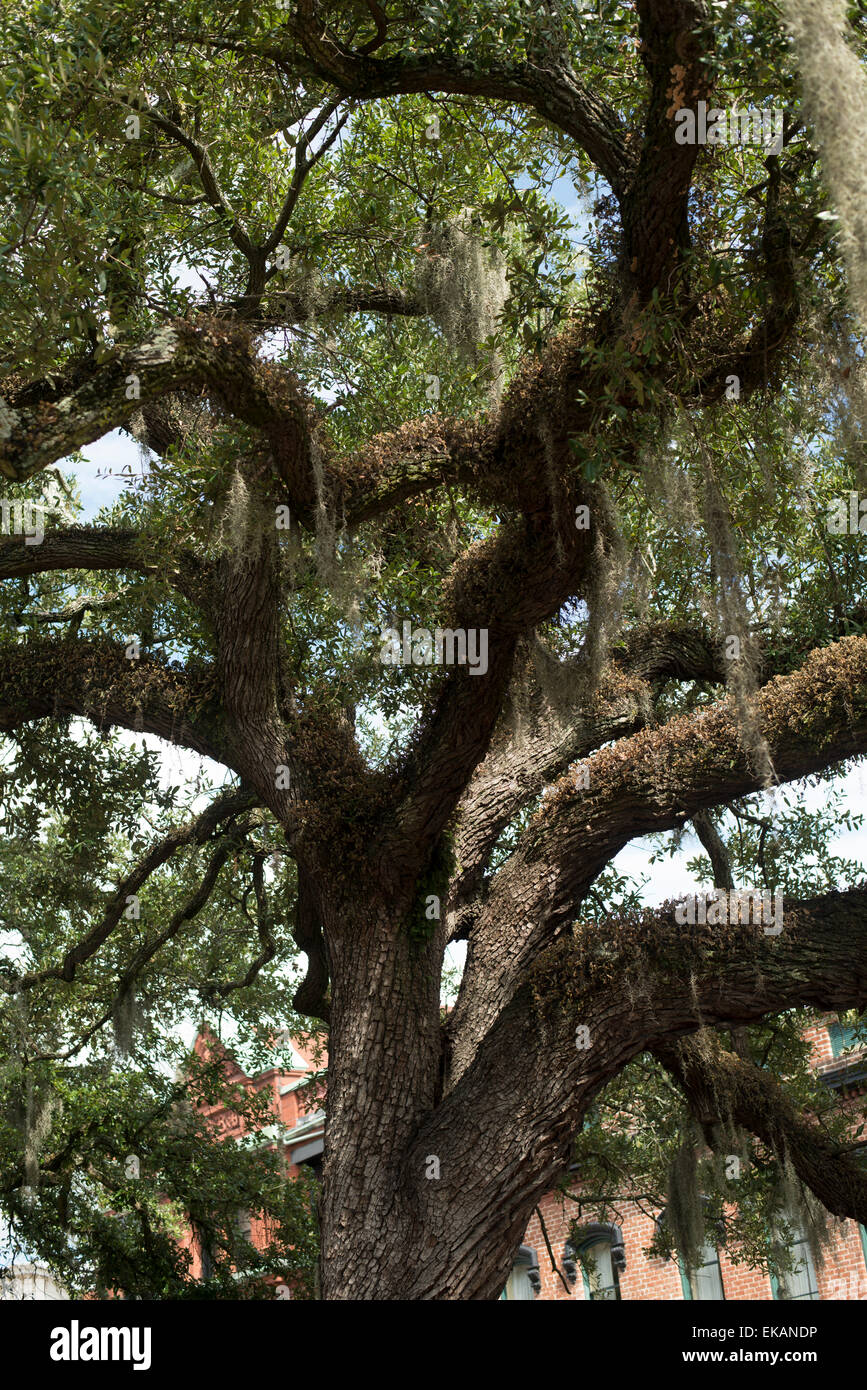 Trees of Savannah Stock Photo - Alamy