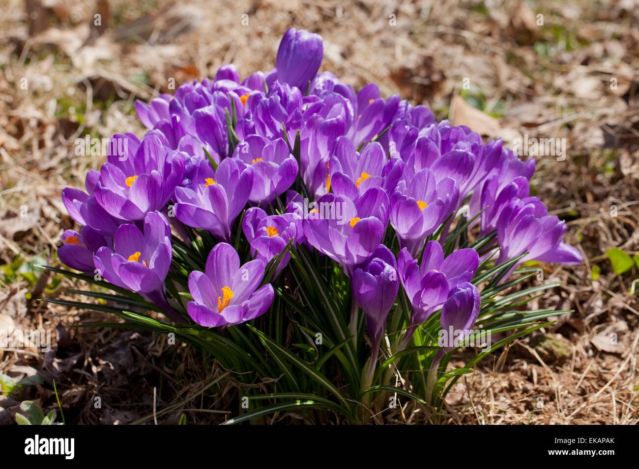 Giant crocus hi-res stock photography and images - Alamy
