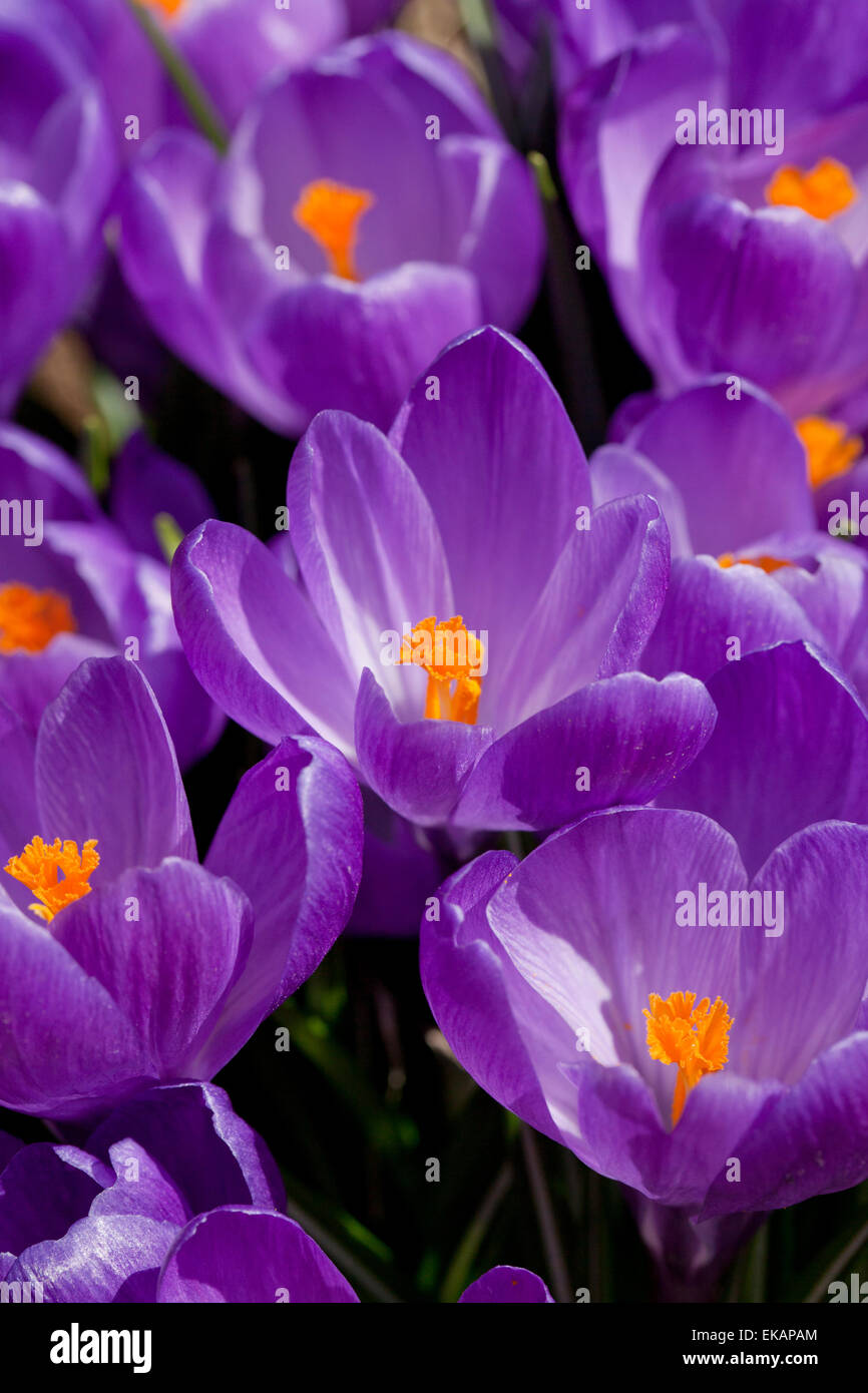 Spring Crocus, aka Giant Crocus (Crocus vernus) flowers - Virginia USA ...