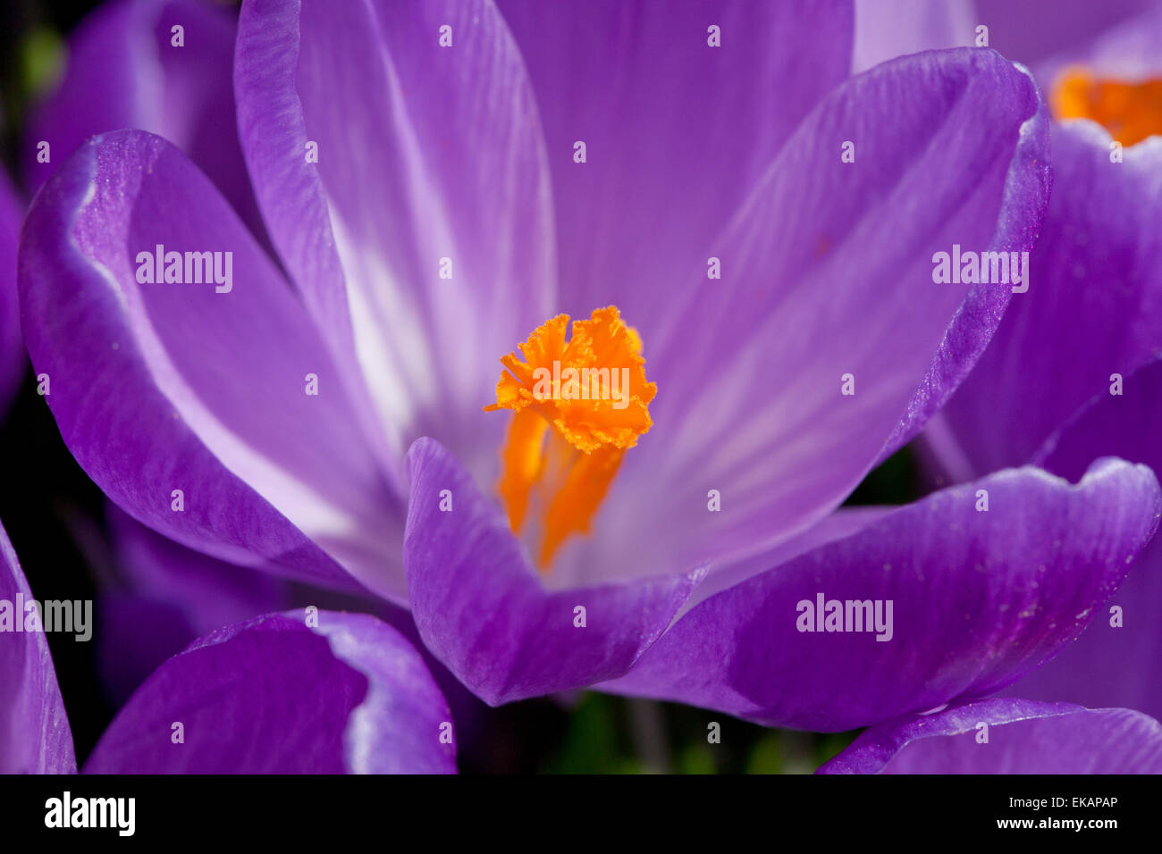 Spring Crocus, aka Giant Crocus (Crocus vernus) flowers - Virginia USA ...