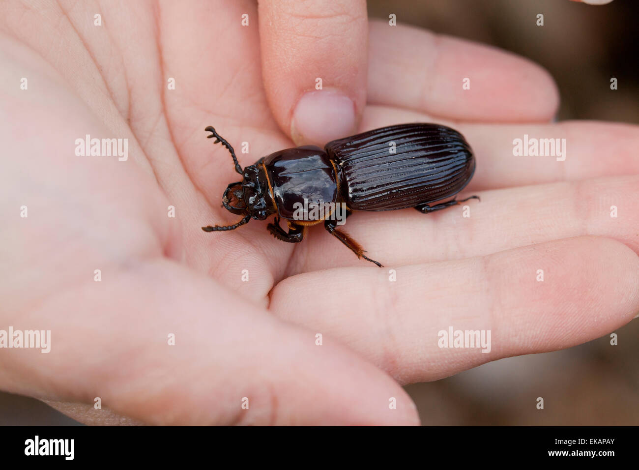 Bess beetle hi-res stock photography and images - Alamy