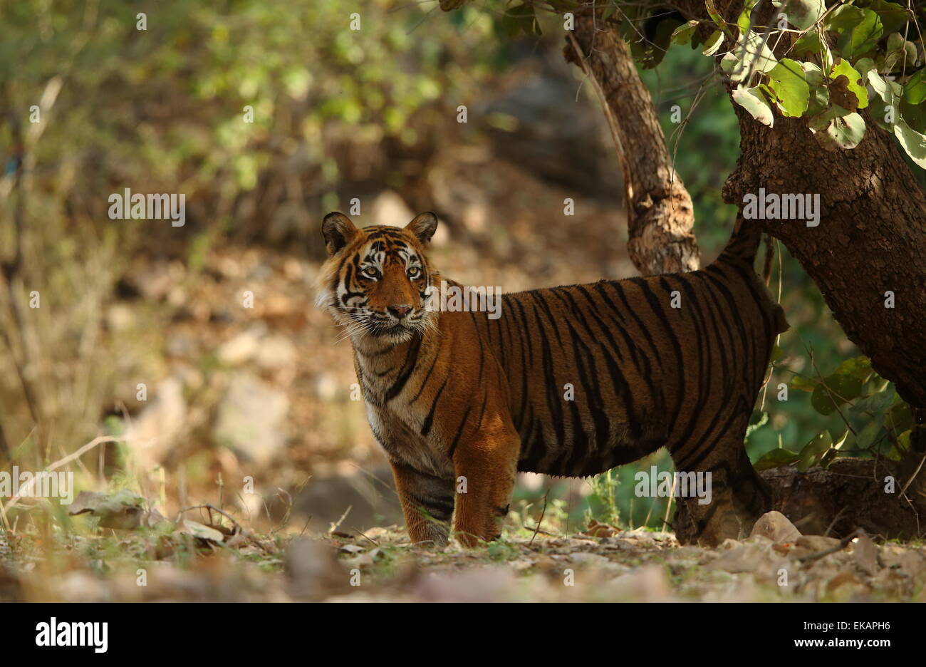A royal bengal tiger marking territory in Ranthambhore National Park of ...