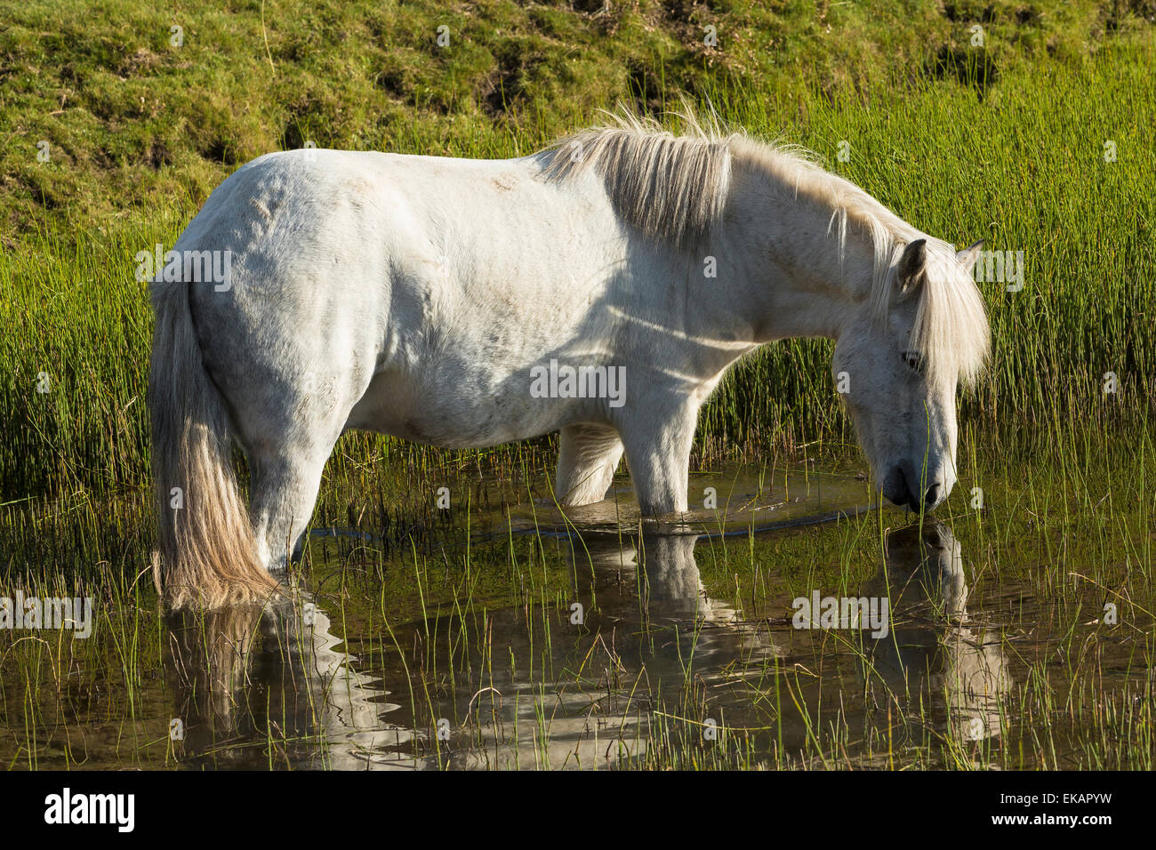 single horse on meadow in Iceland Stock Photo - Alamy