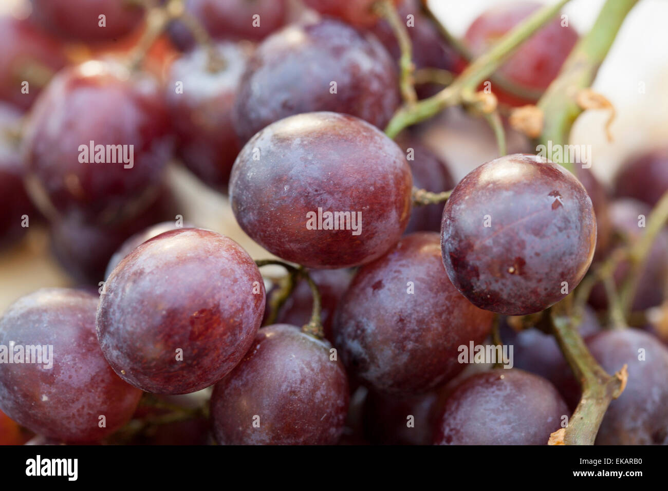 Grapes on a stem hi-res stock photography and images - Alamy