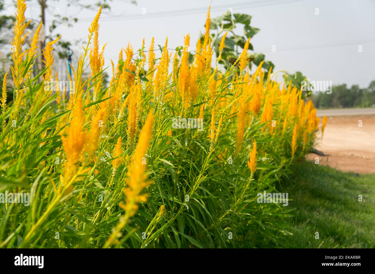 sunlight clear agriculture spring sunny sunlight trees Stock Photo - Alamy