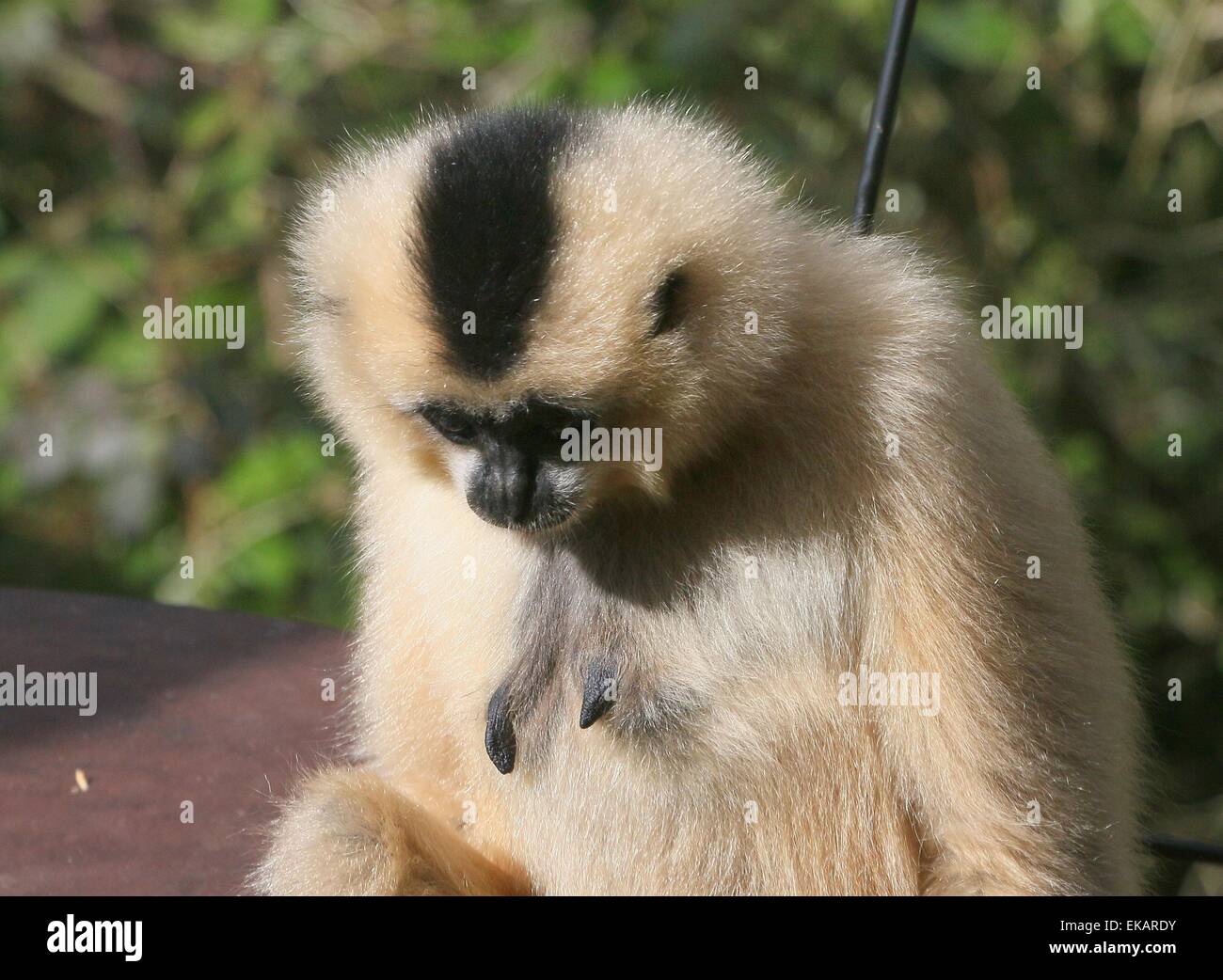 Female Yellow cheeked gibbon (Nomascus gabriellae), a.k. golden-cheeked ...