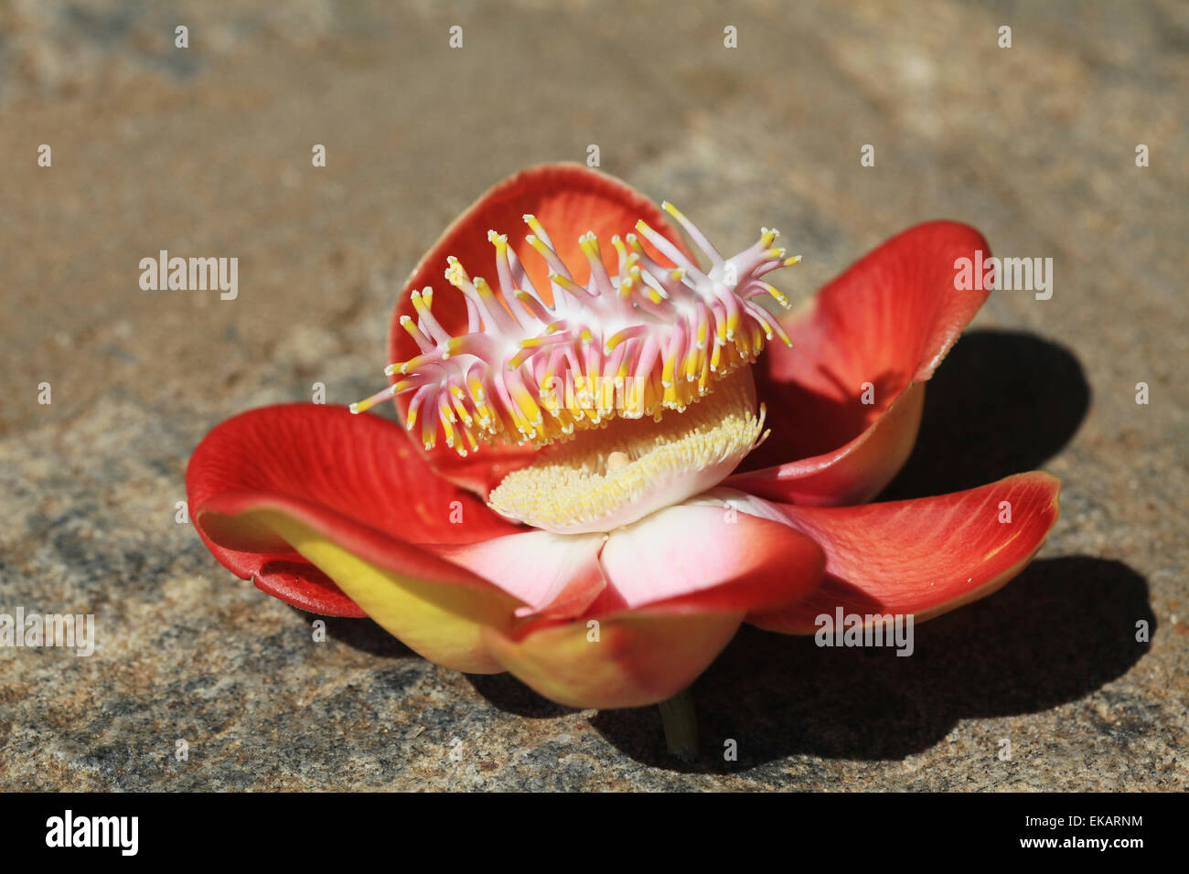 Sacred shiva tree hi-res stock photography and images - Alamy