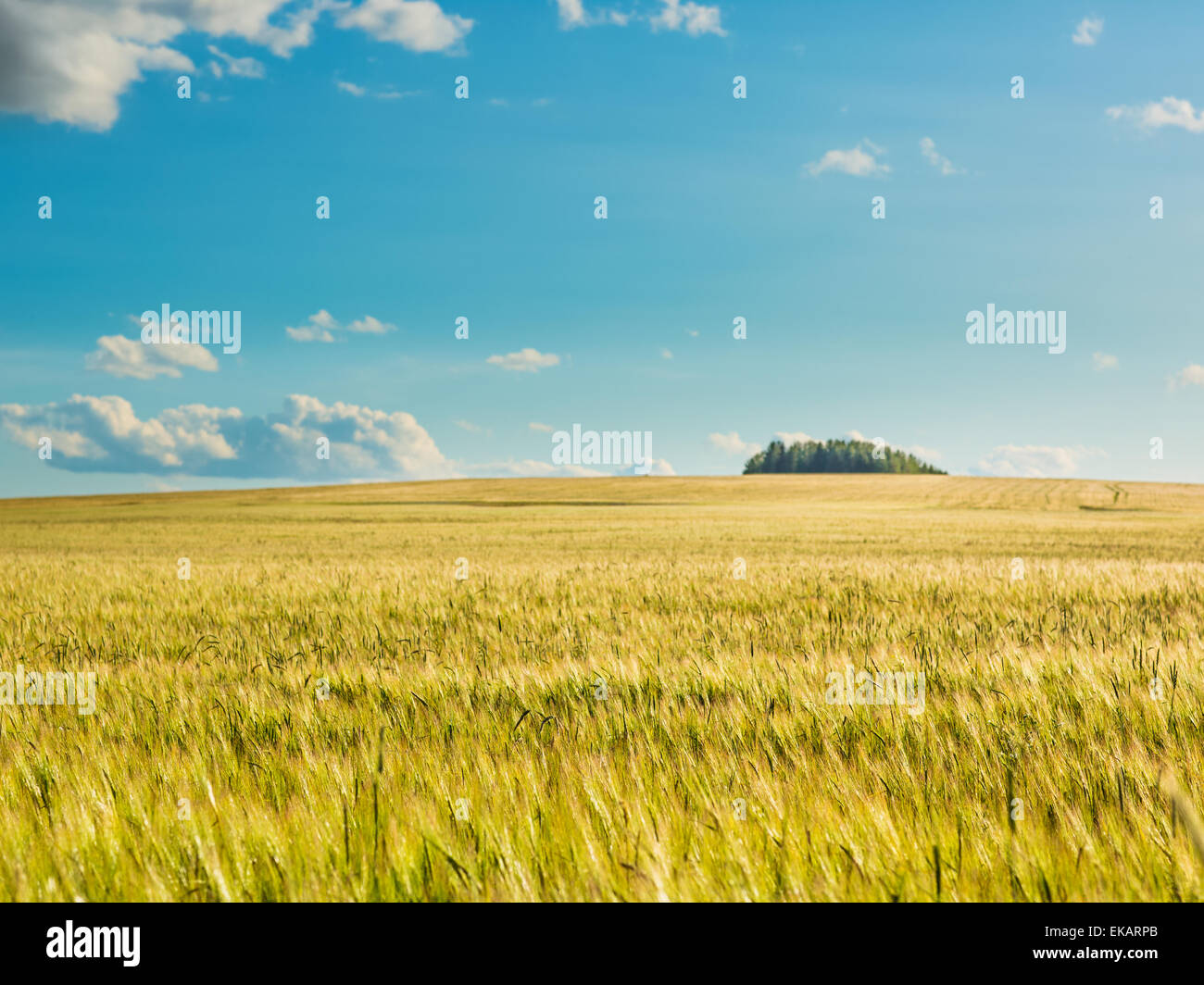 Wheat field by summertime Stock Photo - Alamy