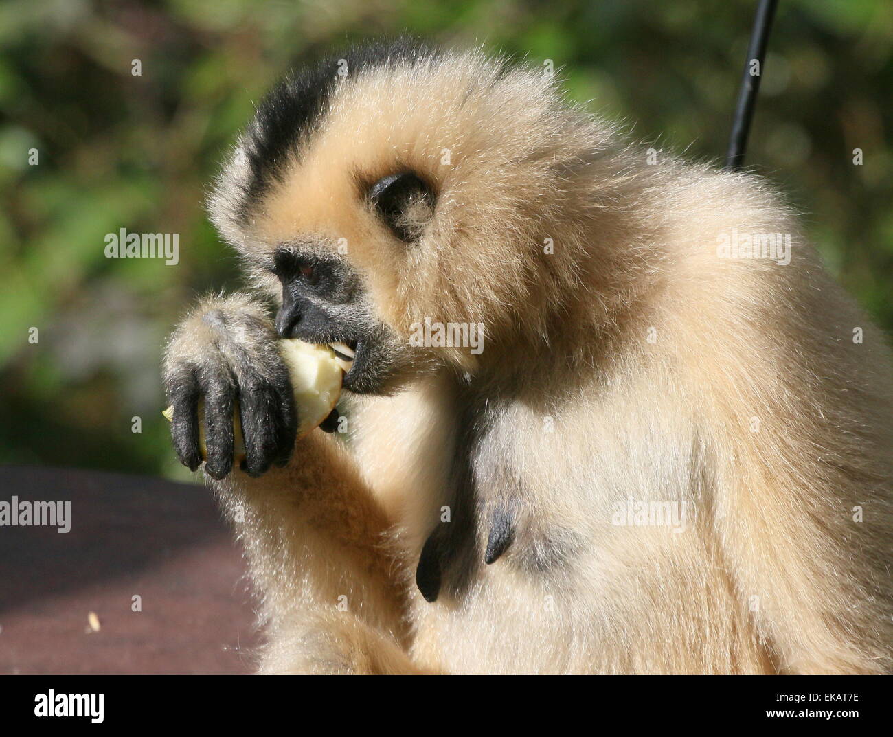 Yellow cheeked crested gibbons cambodia hi-res stock photography and ...