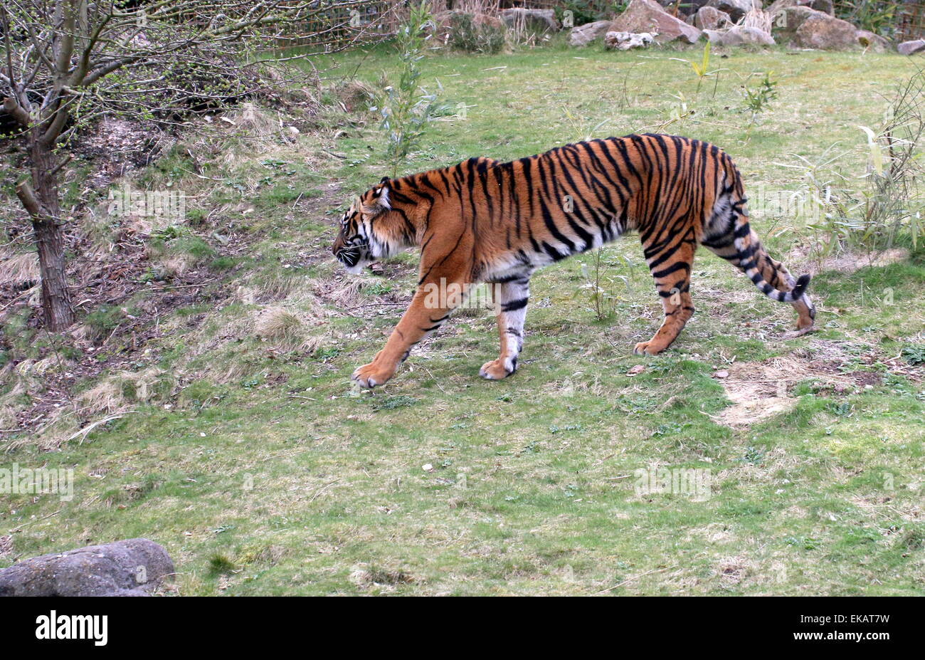 Female Sumatran tiger (Panthera tigris sumatrae Stock Photo - Alamy